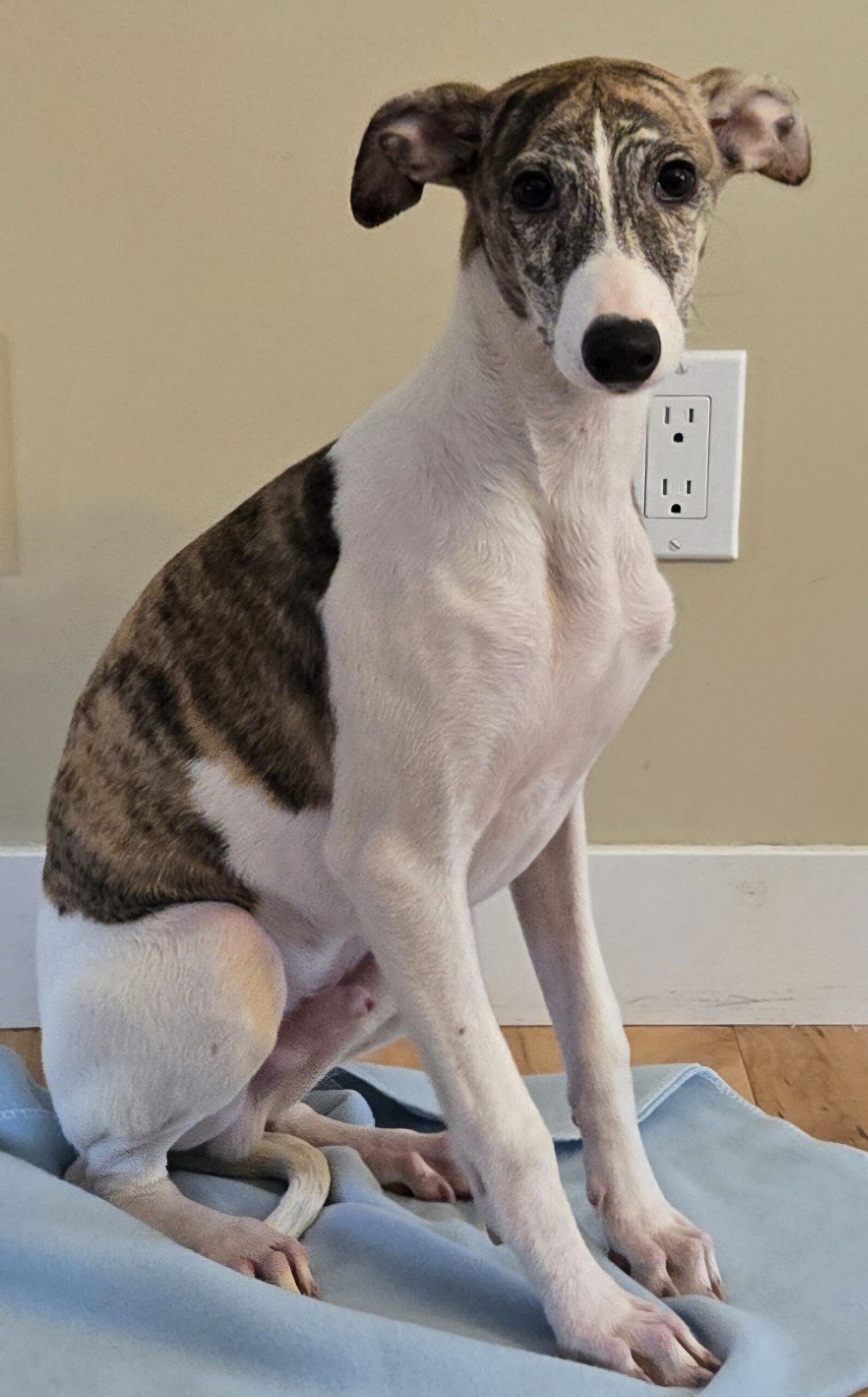 Puppies for Sale – Regal Hounds
